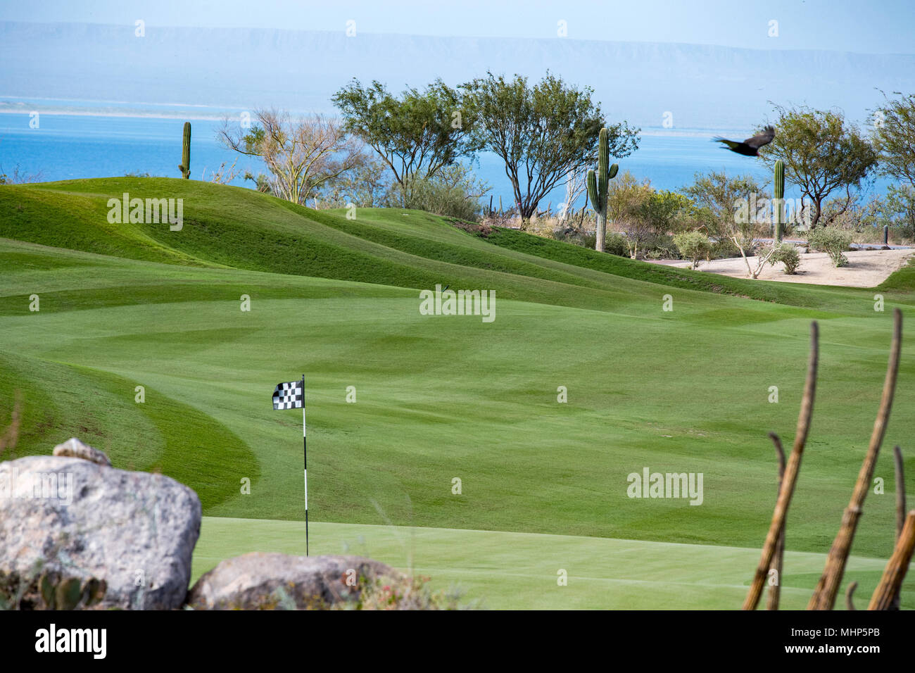 desert golf course green in Baja California Stock Photo - Alamy