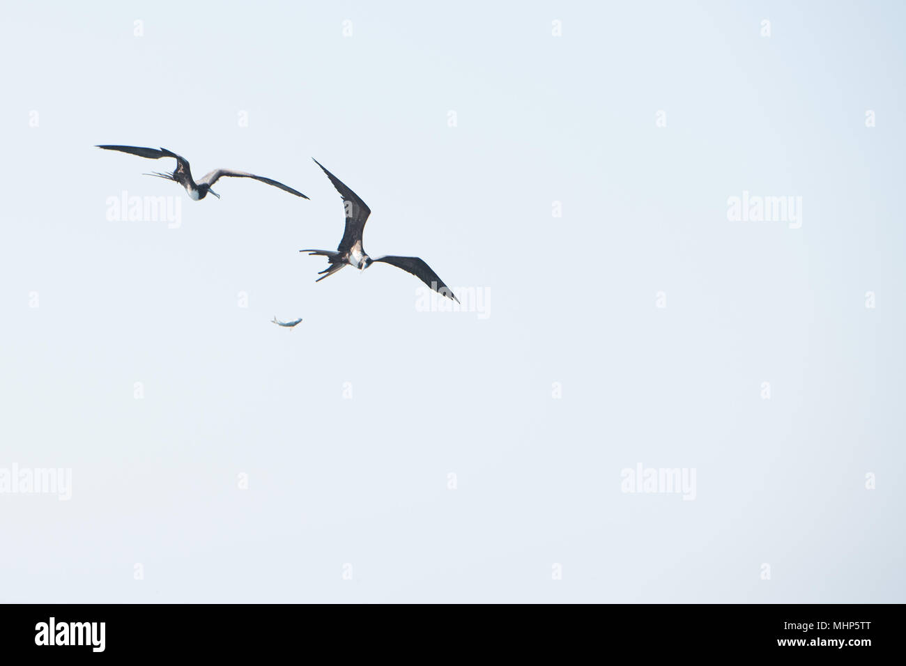 Frigate birds flying fish hi-res stock photography and images - Alamy