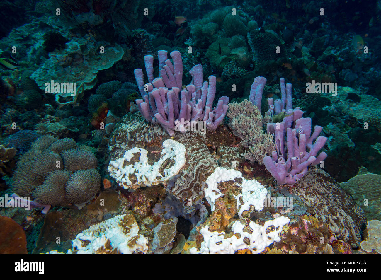 A Giant sponge in the blue background Raja Ampat Papua, Indonesia Stock ...