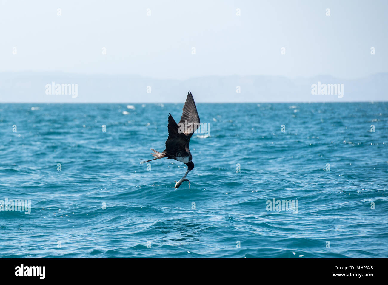Frigate birds flying fish hi-res stock photography and images - Alamy