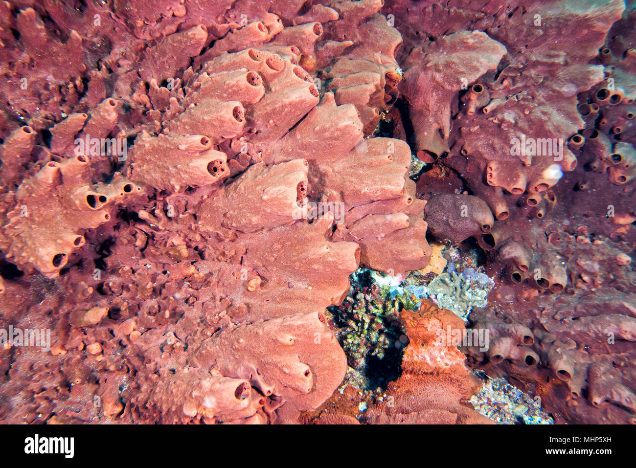 A Giant sponge in the blue background Raja Ampat Papua, Indonesia Stock ...