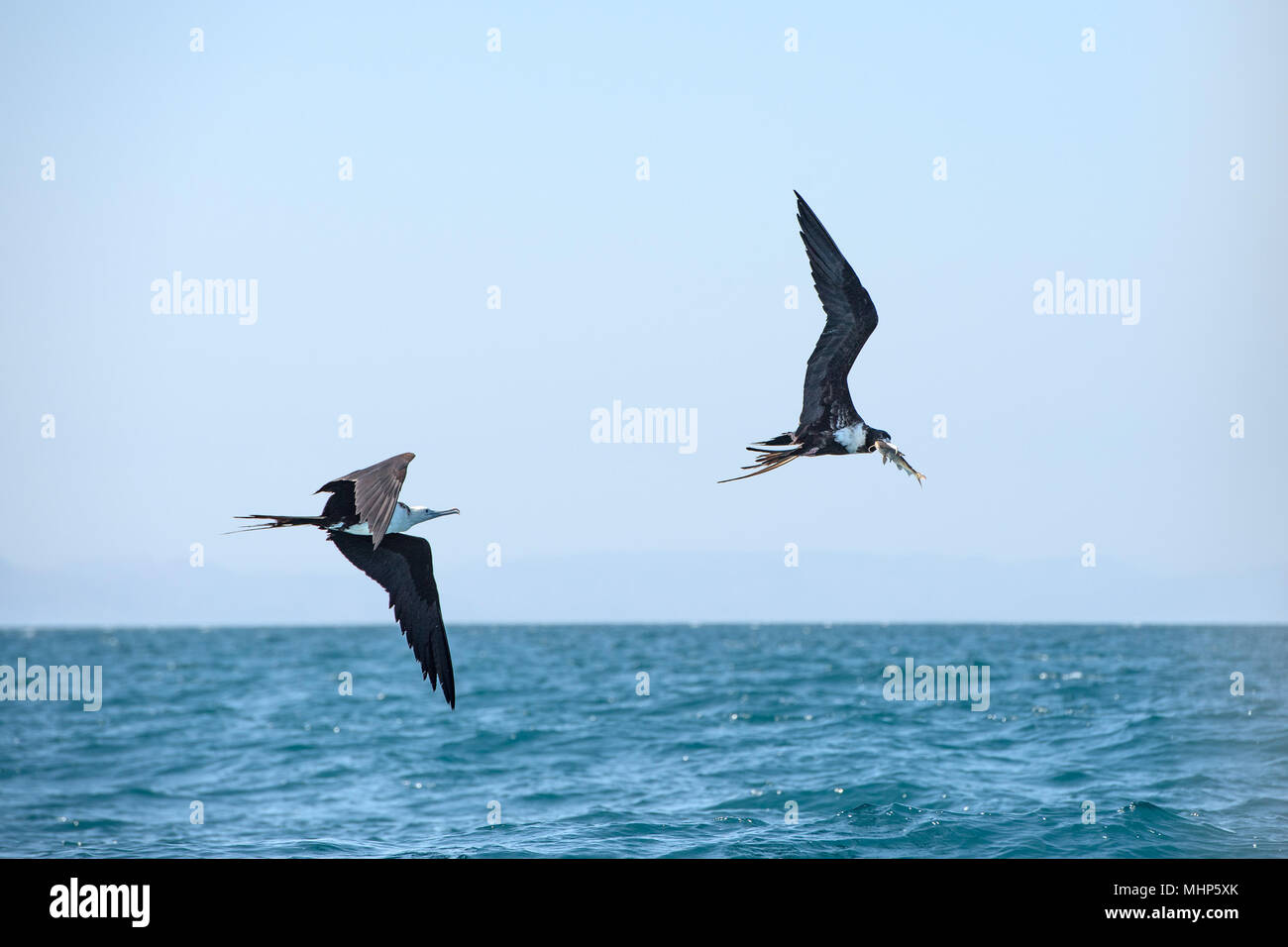 Frigate bird while flying in the sky background and fighting for a fish ...