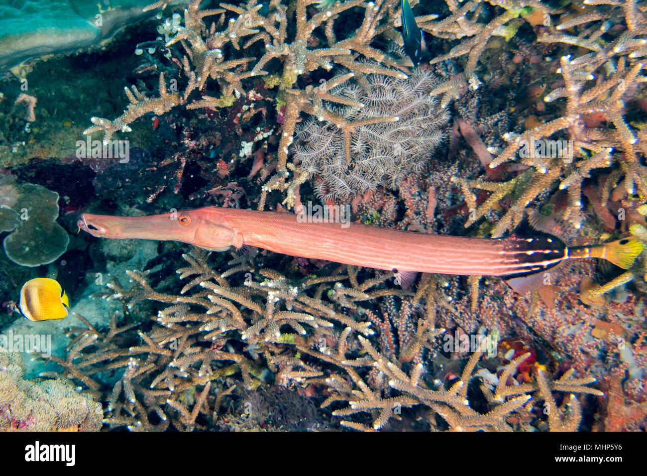 Red trumpet fish hi-res stock photography and images - Alamy