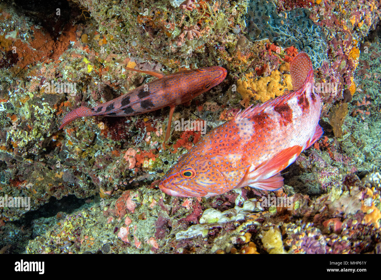 Oceanic colorful red grouper on the reef background Stock Photo - Alamy