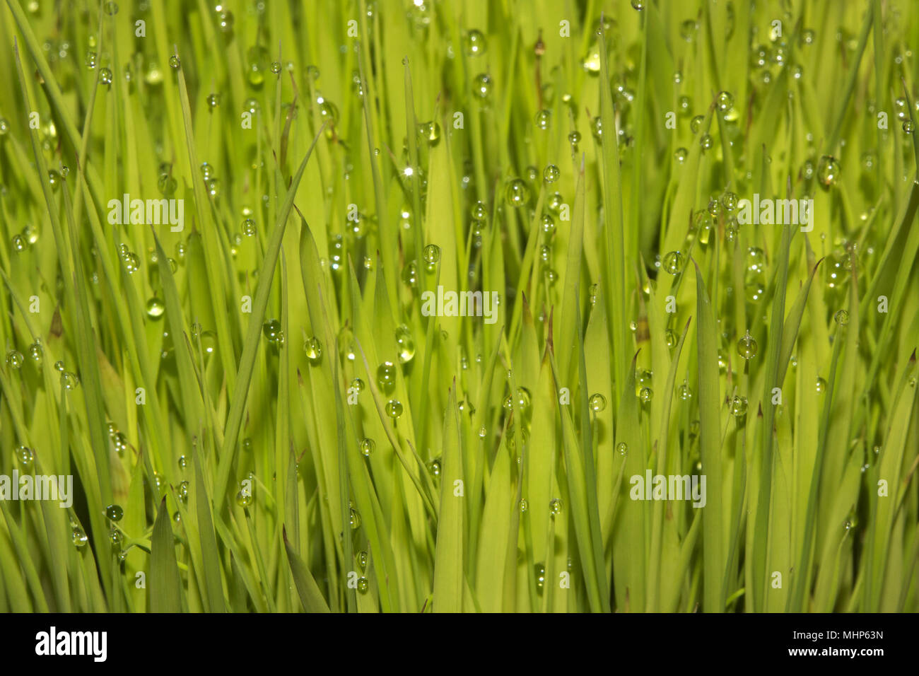rice plant with rain water drops close up detail Stock Photo - Alamy