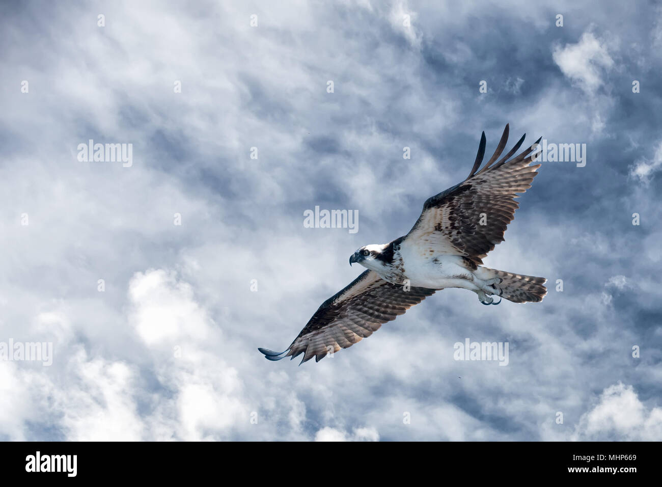 Osprey bird while flying portrait Stock Photo - Alamy