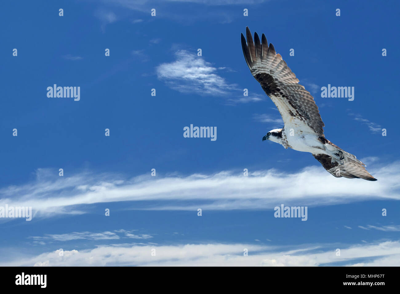 Osprey bird while flying portrait Stock Photo - Alamy