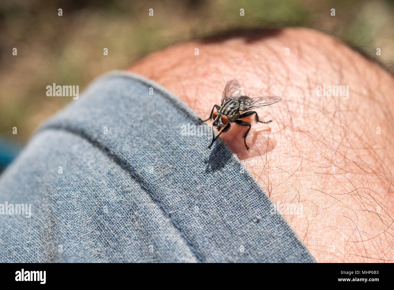 Fly biting on human body hi-res stock photography and images - Alamy