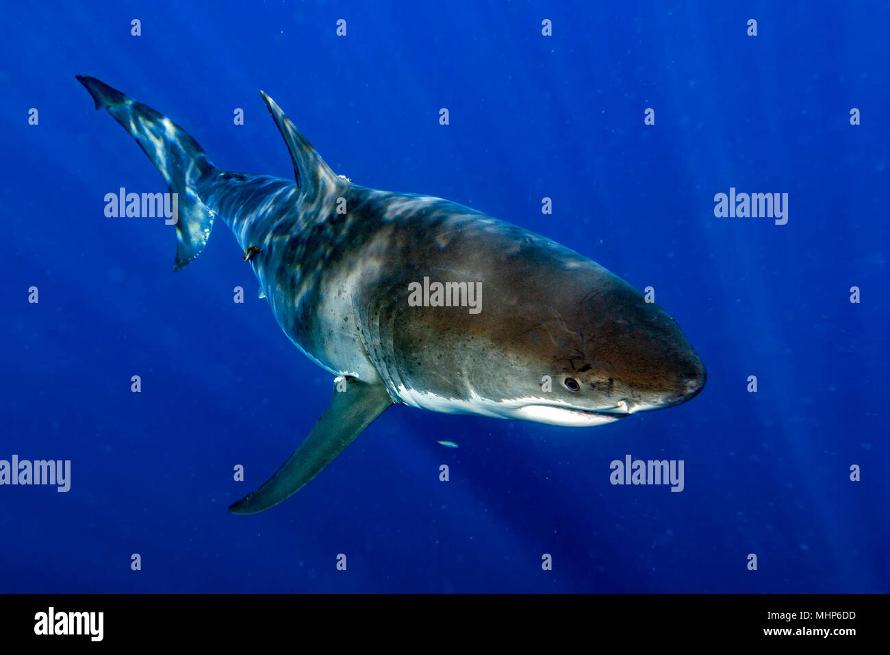 Great White shark while coming to you on deep blue ocean background ...