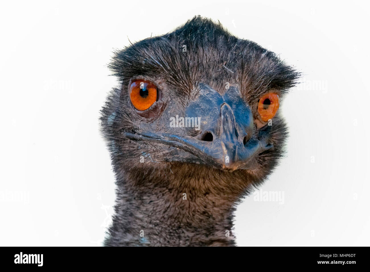 Australian Ostrich head close up looking at you on white background ...