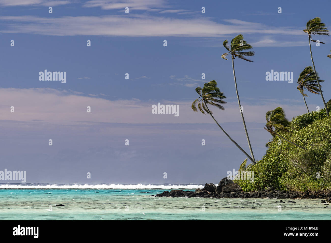 Coconut palm tree in Muri beach Cook Island crystal water sandy beach ...