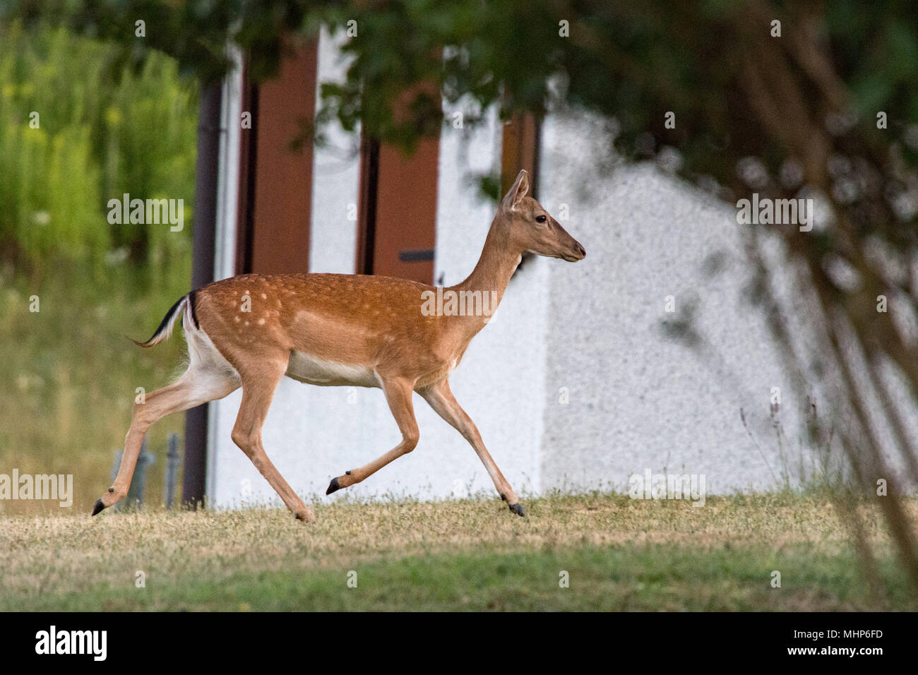 Deer At Night High Resolution Stock Photography and Images - Alamy