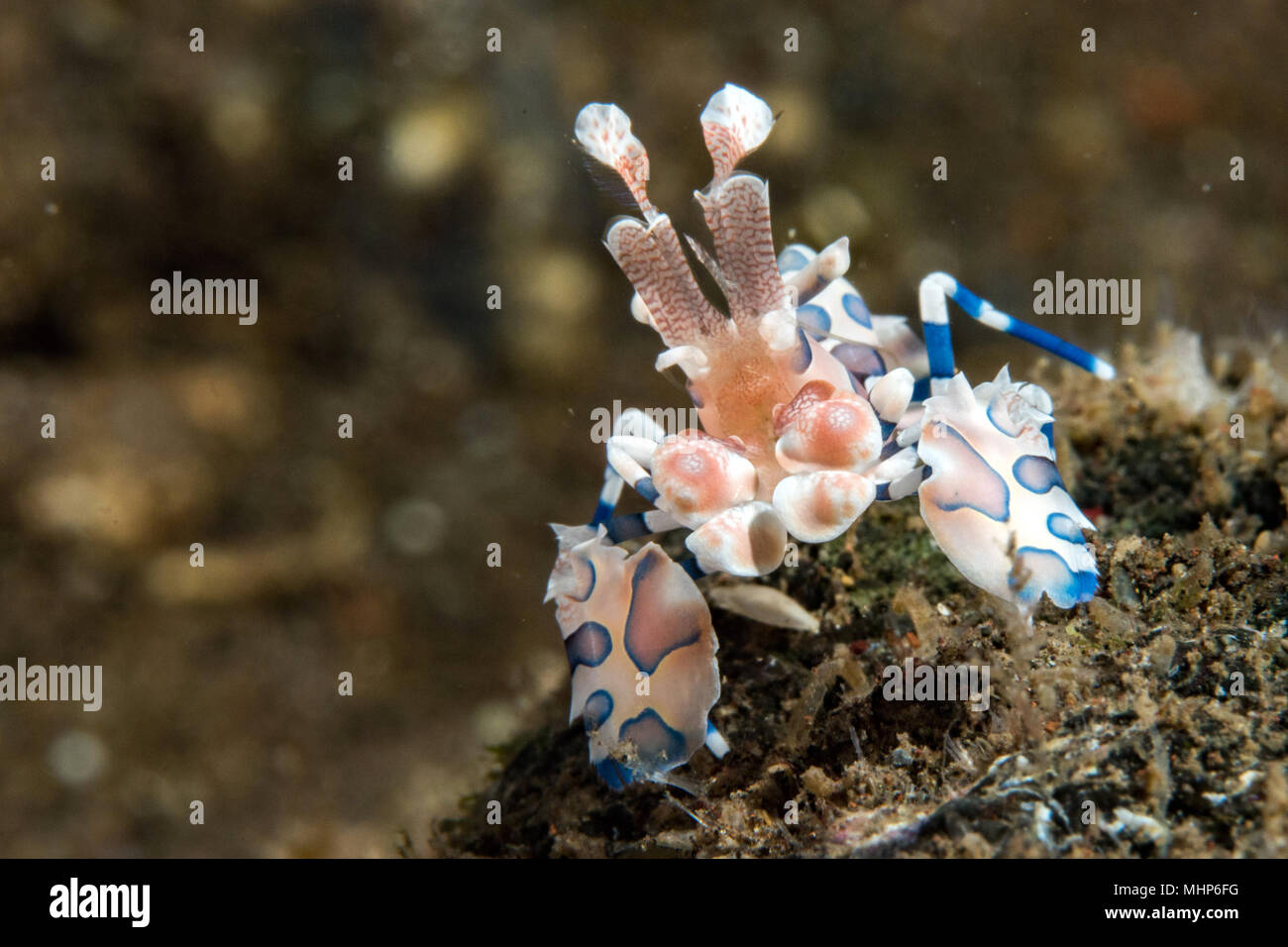 Harlequin shrimp hymenocera elegans picta close up portrait while ...