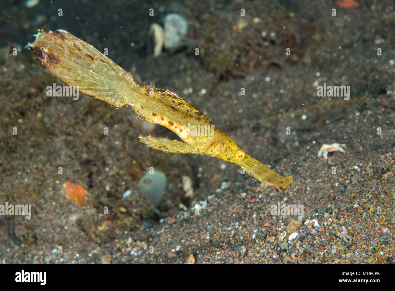 Scorpion leaffish hi-res stock photography and images - Alamy