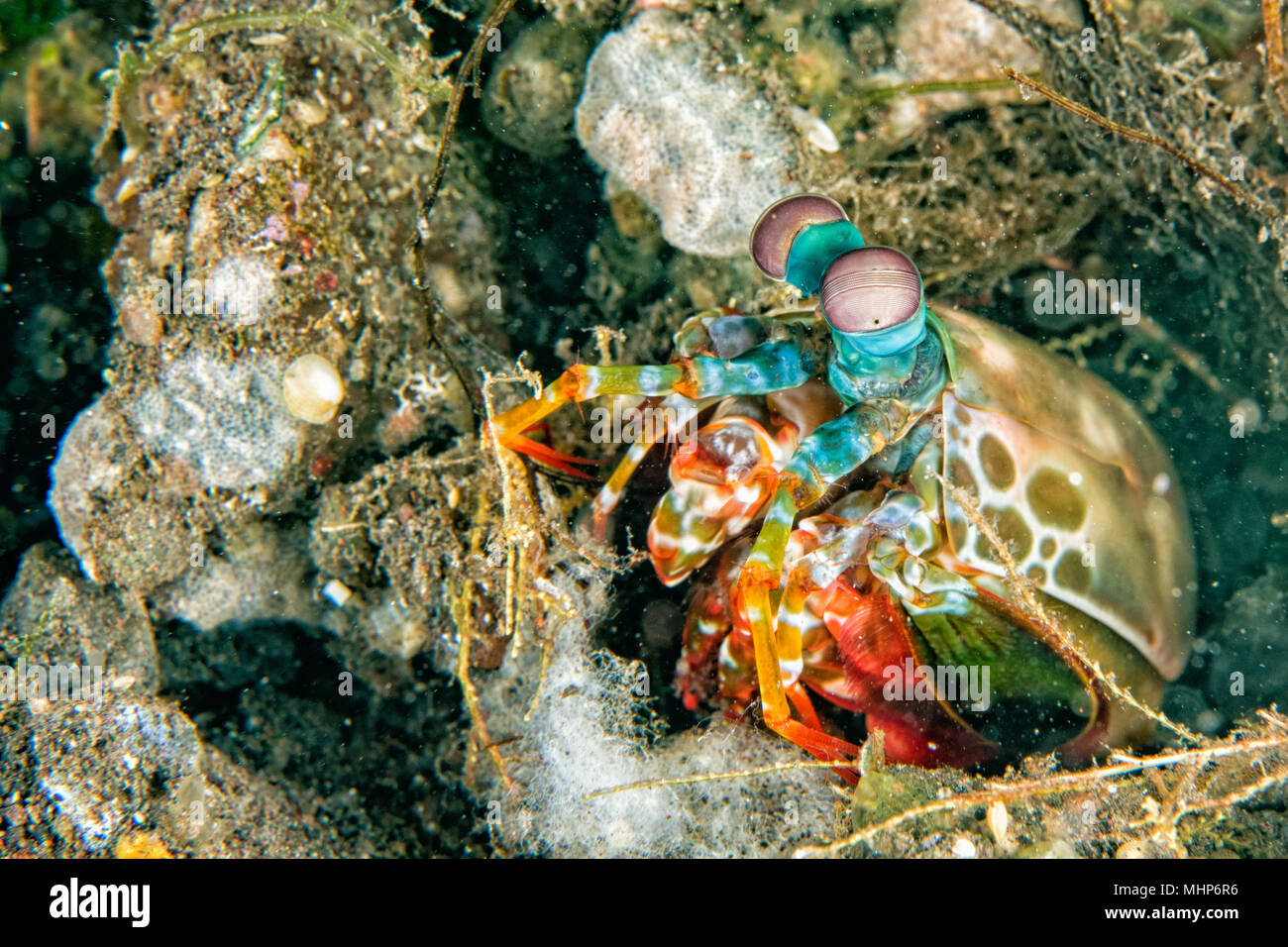 Mantis Lobster defending eggs in its nest Stock Photo - Alamy