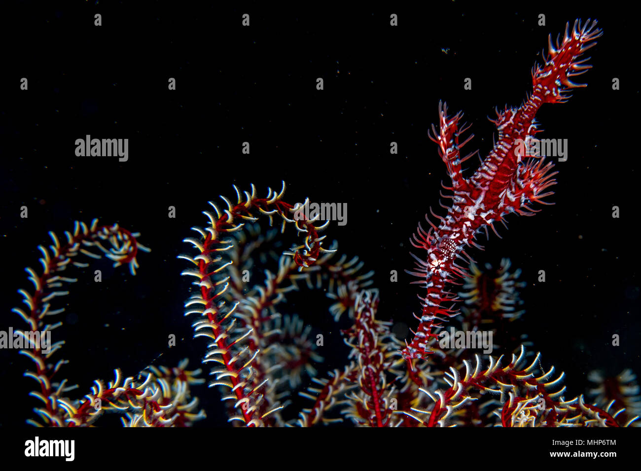 Red Ornate Ghost Pipefish High Resolution Stock Photography and Images ...