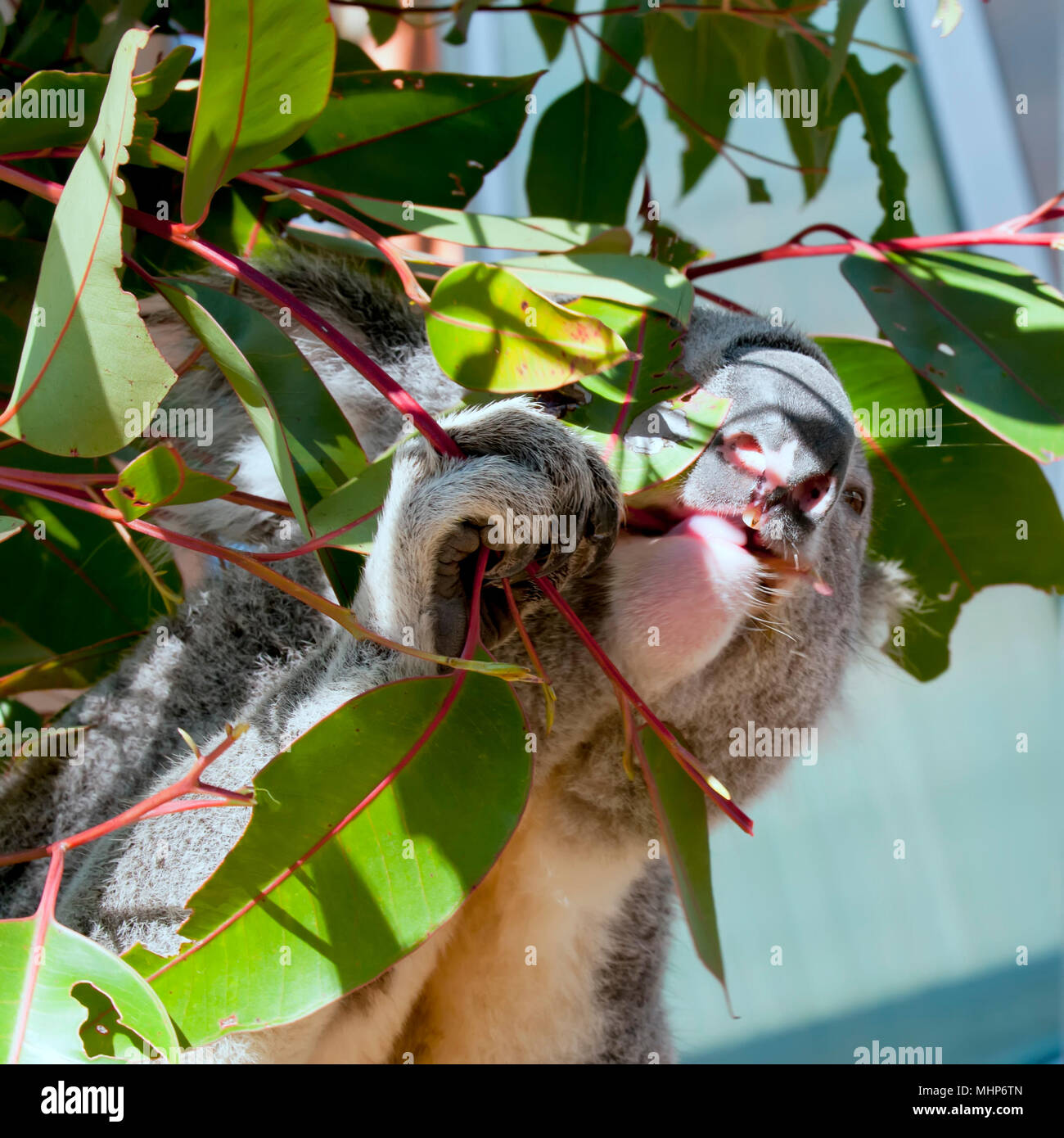A koala while eating on a tree Stock Photo - Alamy
