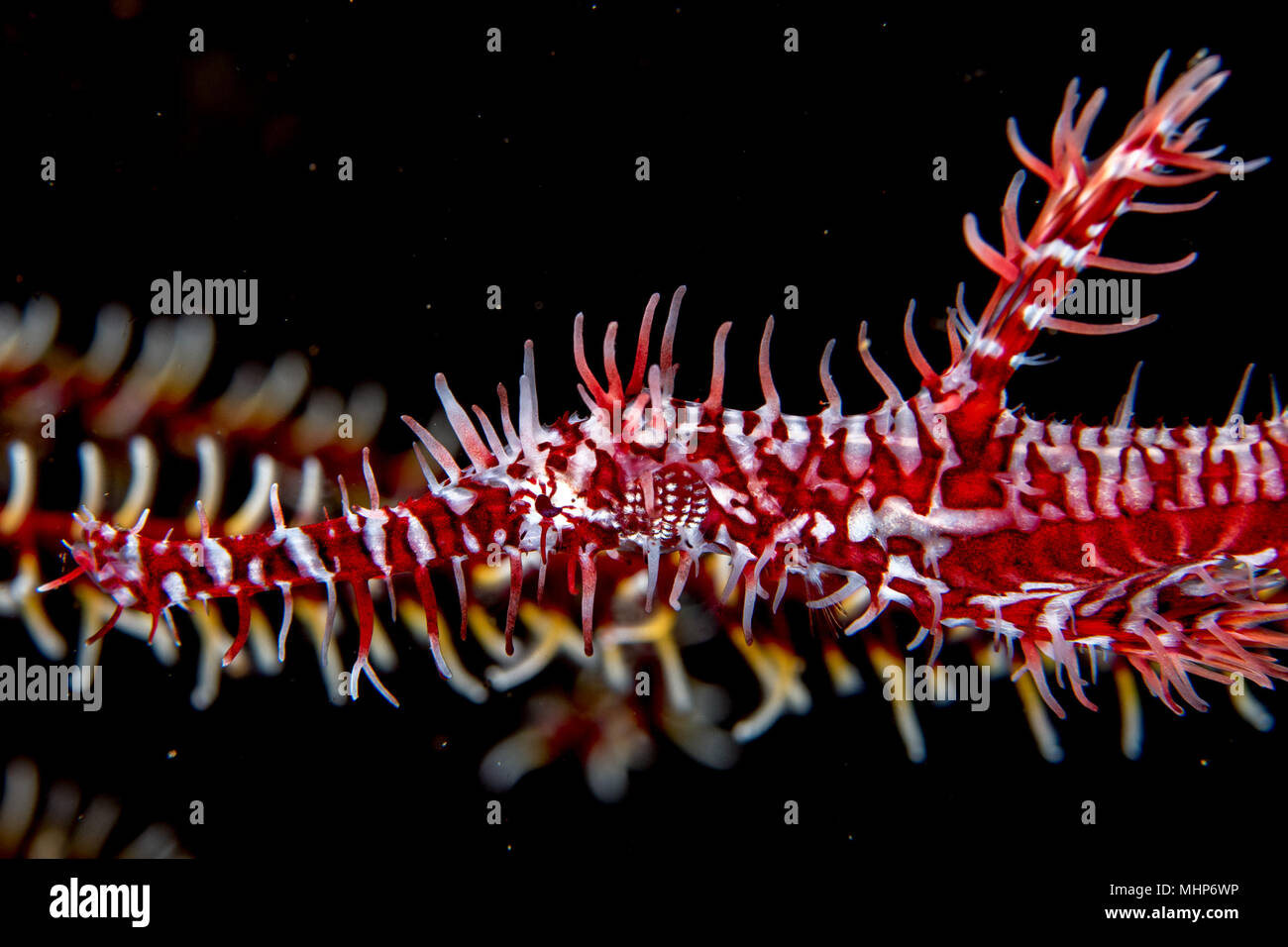 red ornate ghost pipefish isolated on black while hiding near crinoid ...
