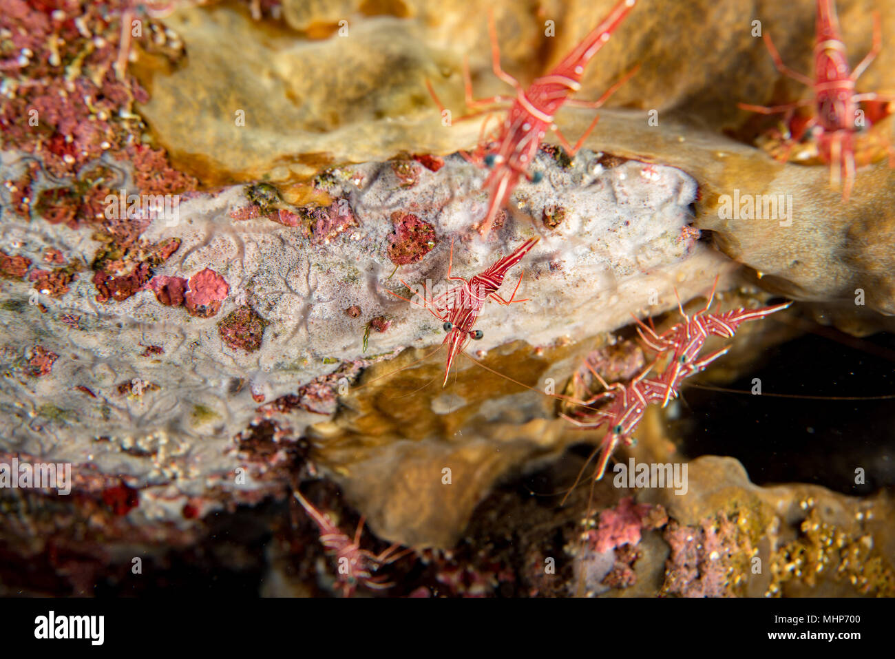 Scarlet Skunk Cleaner Shrimp close up macro while diving indonesia ...