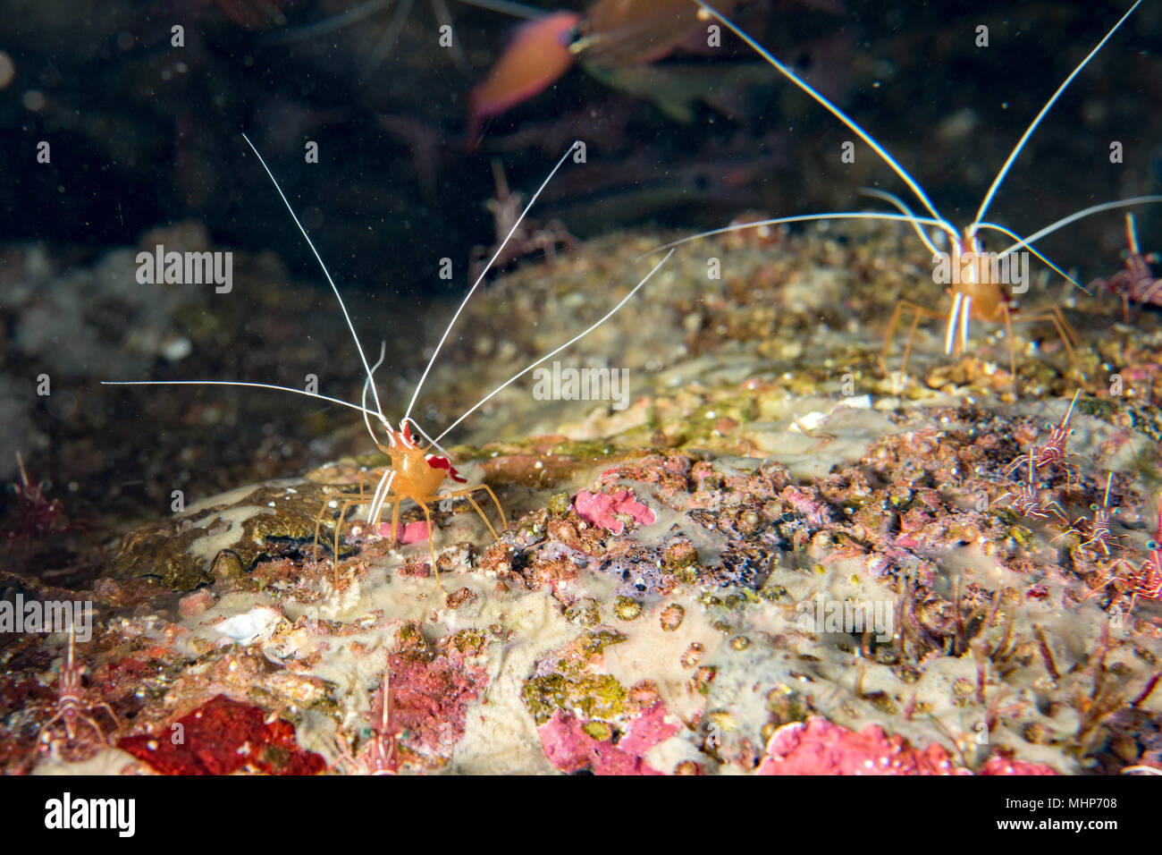 Scarlet Skunk Cleaner Shrimp close up macro while diving indonesia ...