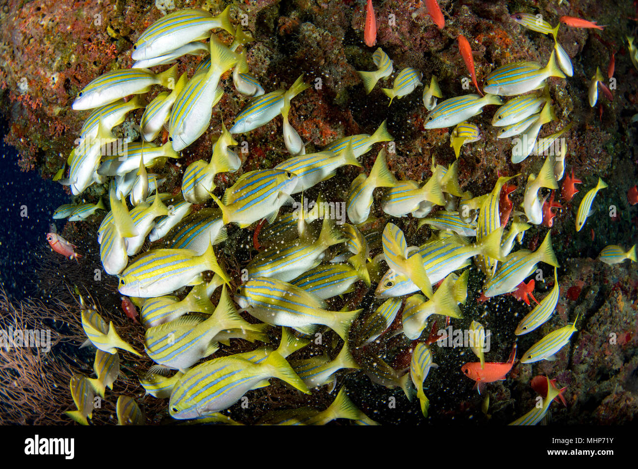 Diver school bluestripe snappers lutjanus hi-res stock photography and ...