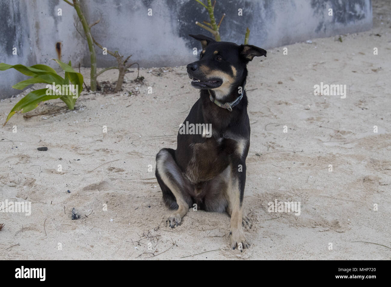 legless disabled handicapped dog on the beach Stock Photo - Alamy