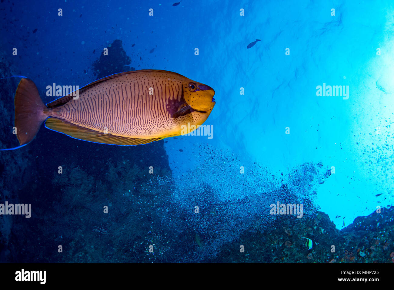 Diver school bluestripe snappers lutjanus hi-res stock photography and ...