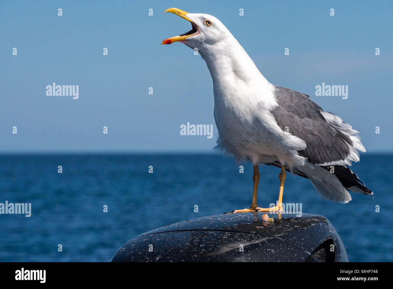 seagull crying on blue sea and sky background Stock Photo - Alamy