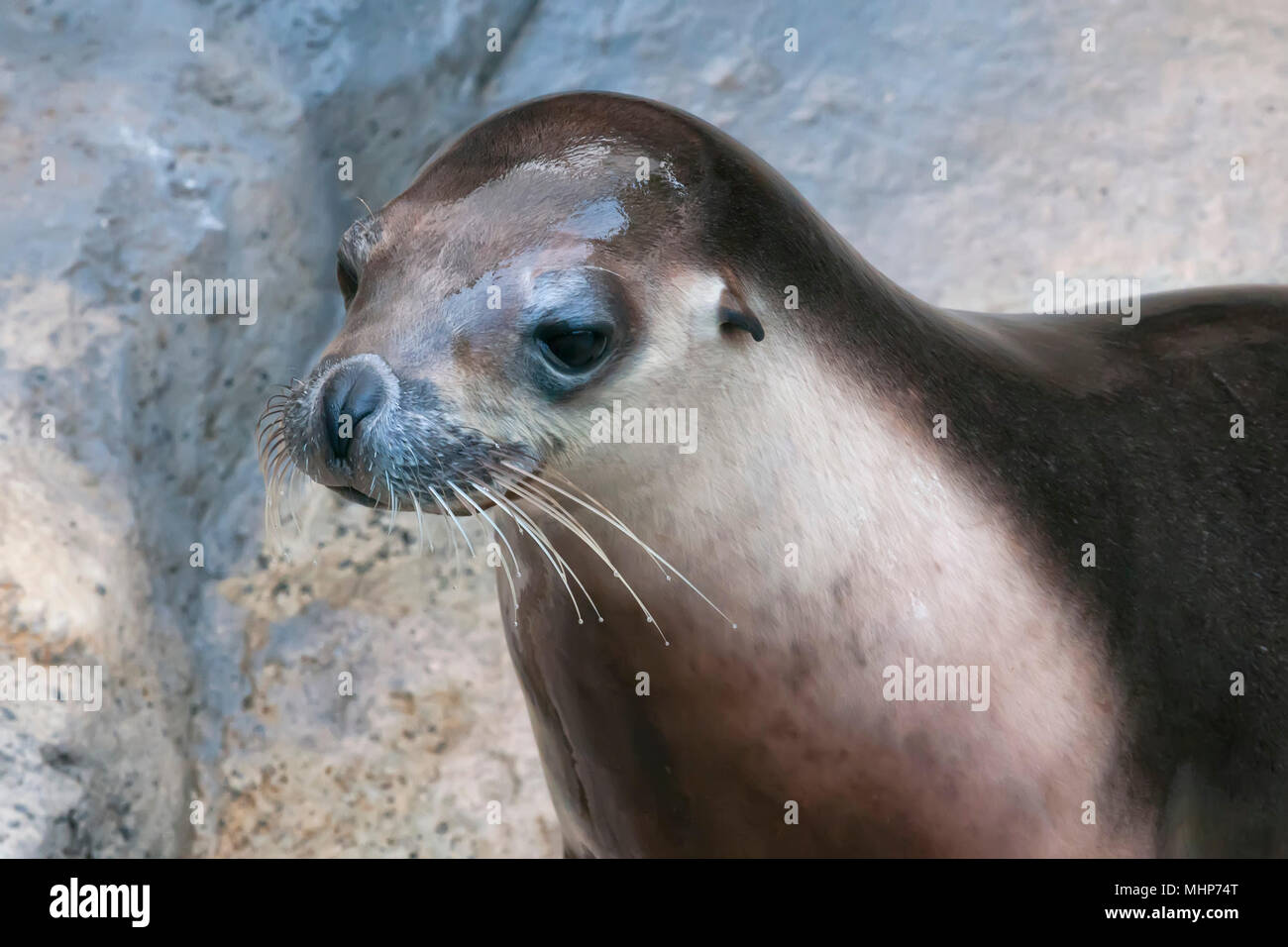 A seal close up portrait Stock Photo - Alamy