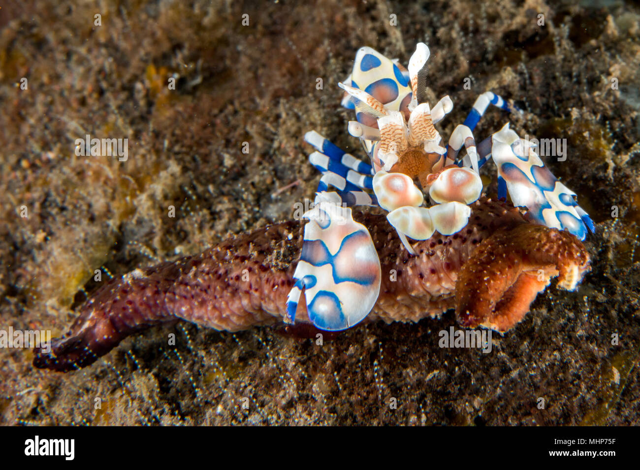 Harlequin shrimp hymenocera elegans picta close up portrait while ...