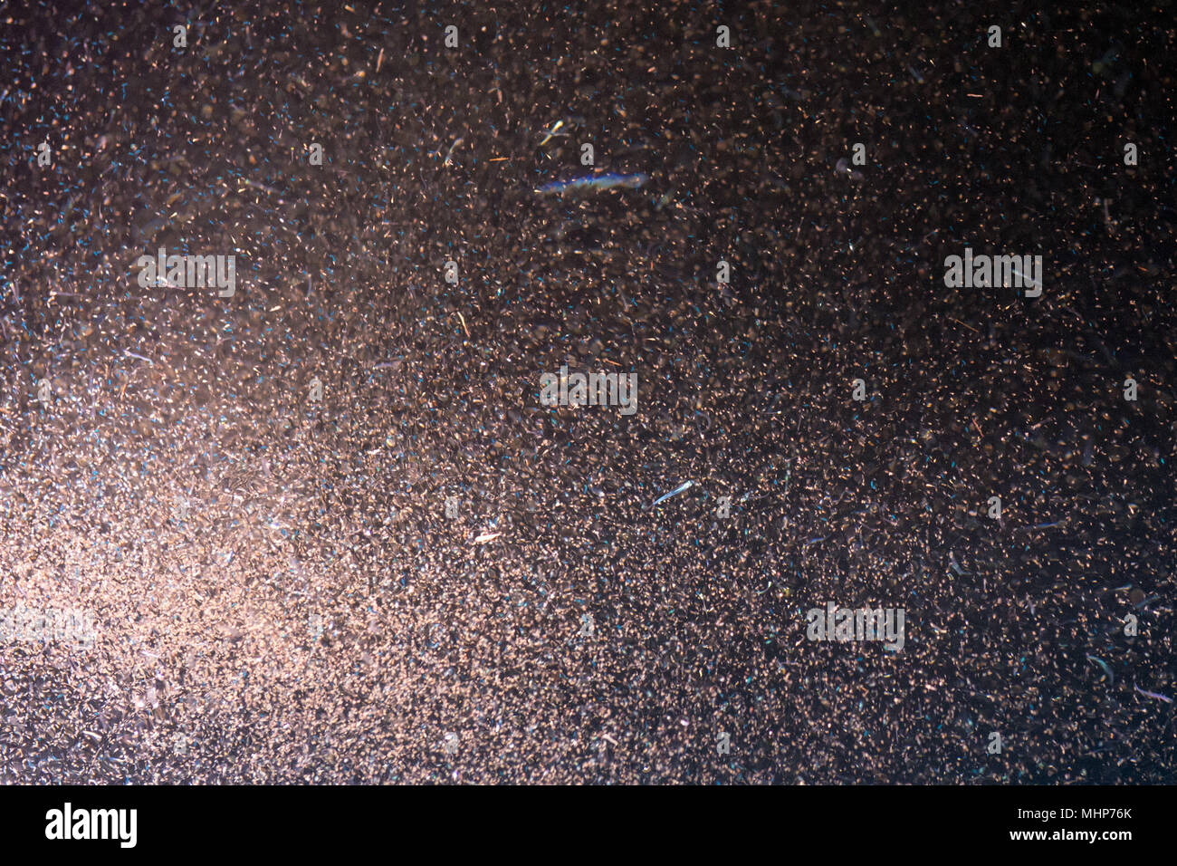 krill in the sea macro detail Stock Photo - Alamy