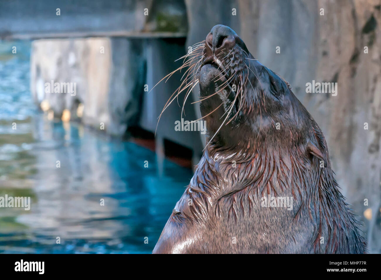 A seal close up portrait Stock Photo - Alamy