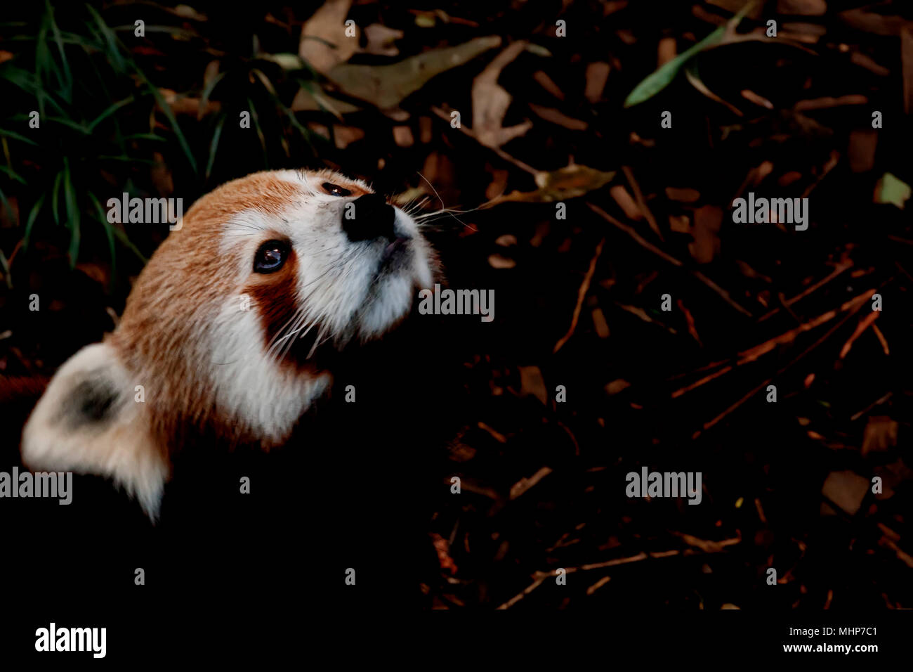 Very rare RED PANDA night close up portrait Stock Photo - Alamy