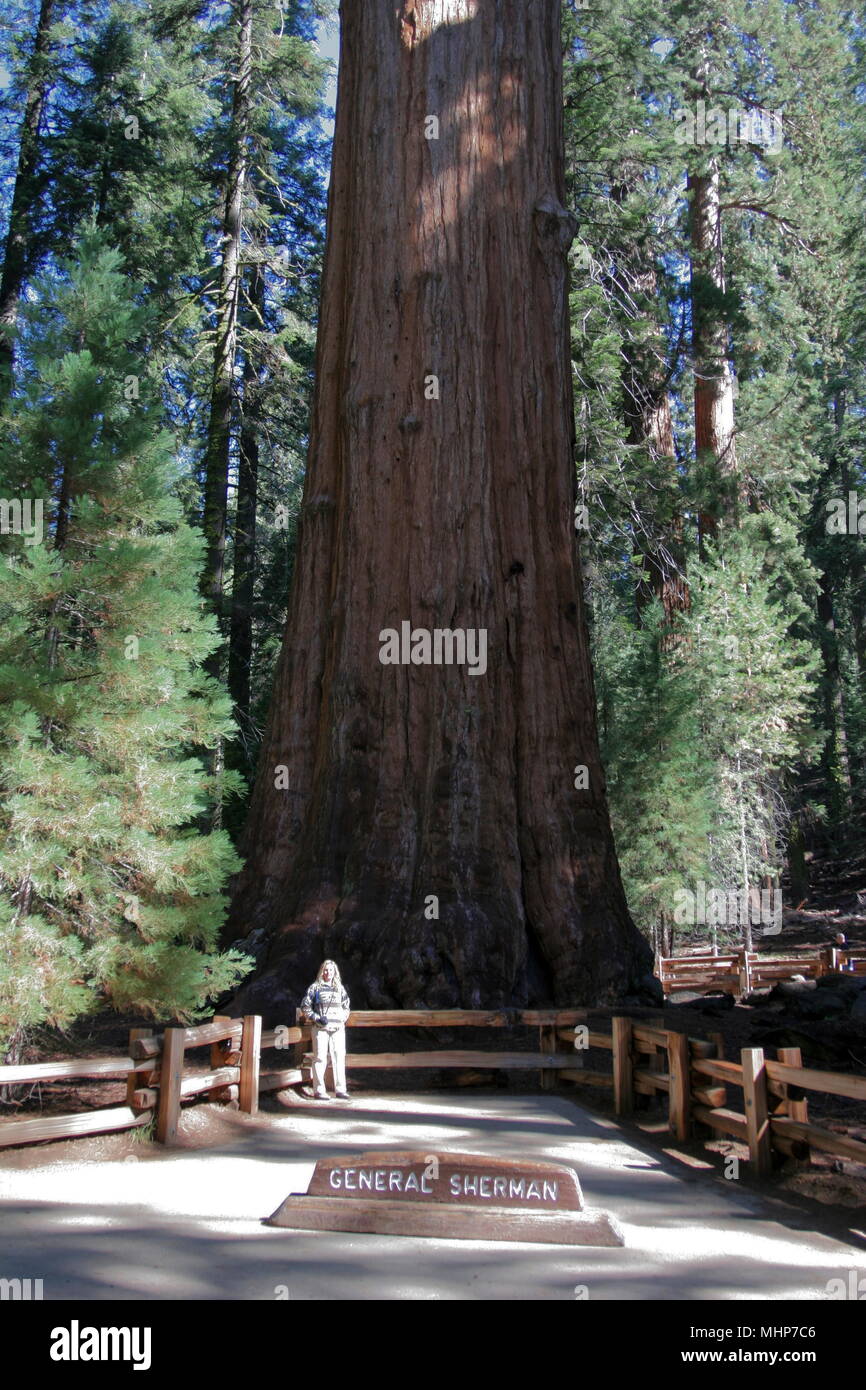 Giant redwood tree Generaral Sherman Sequoia National Park Sierra ...