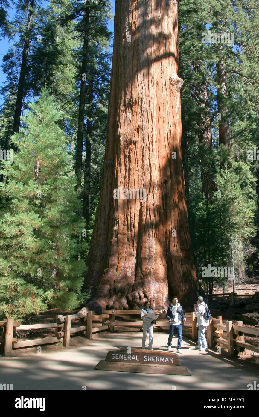 Giant redwood tree Generaral Sherman Sequoia National Park Sierra ...