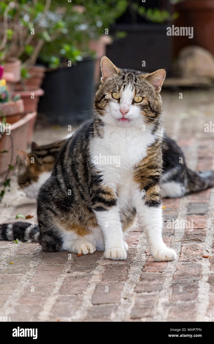 curious cat in tuscany portrait looking at you Stock Photo - Alamy