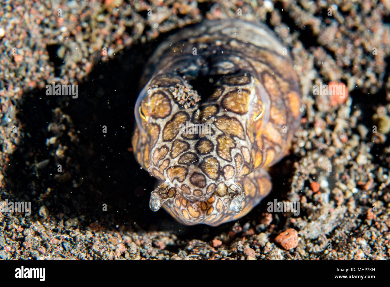 Wolf fish hi-res stock photography and images - Alamy
