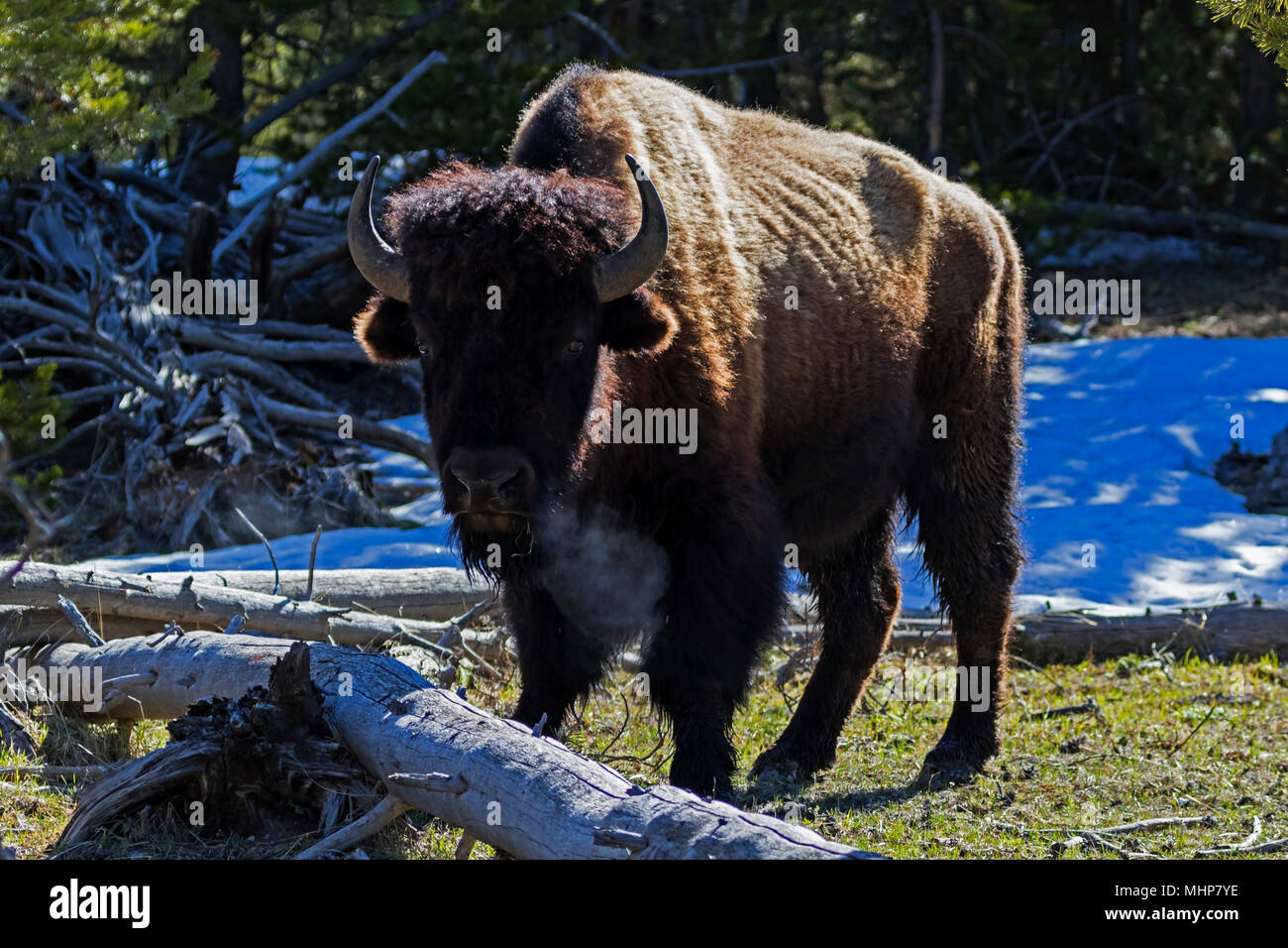 Yellowstone National Park bison during the spring Stock Photo - Alamy