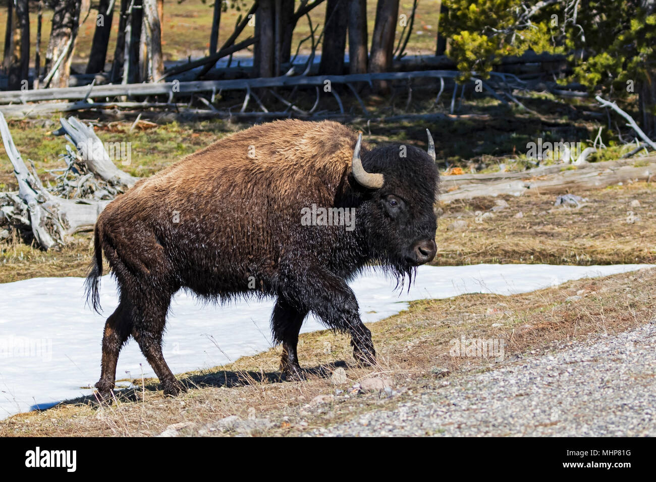 Yellowstone National Park bison during the spring Stock Photo - Alamy