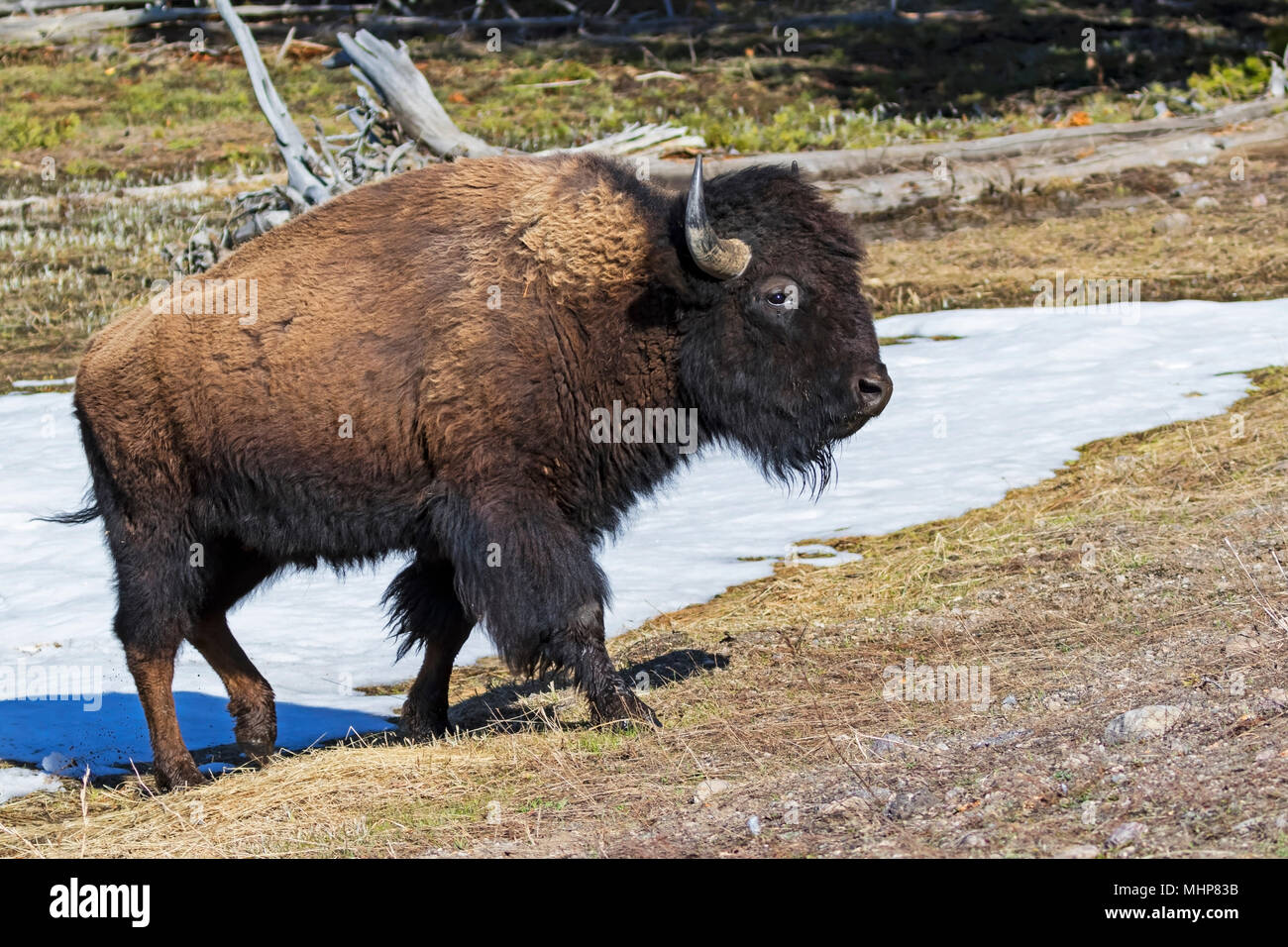 Yellowstone National Park bison during the spring Stock Photo - Alamy