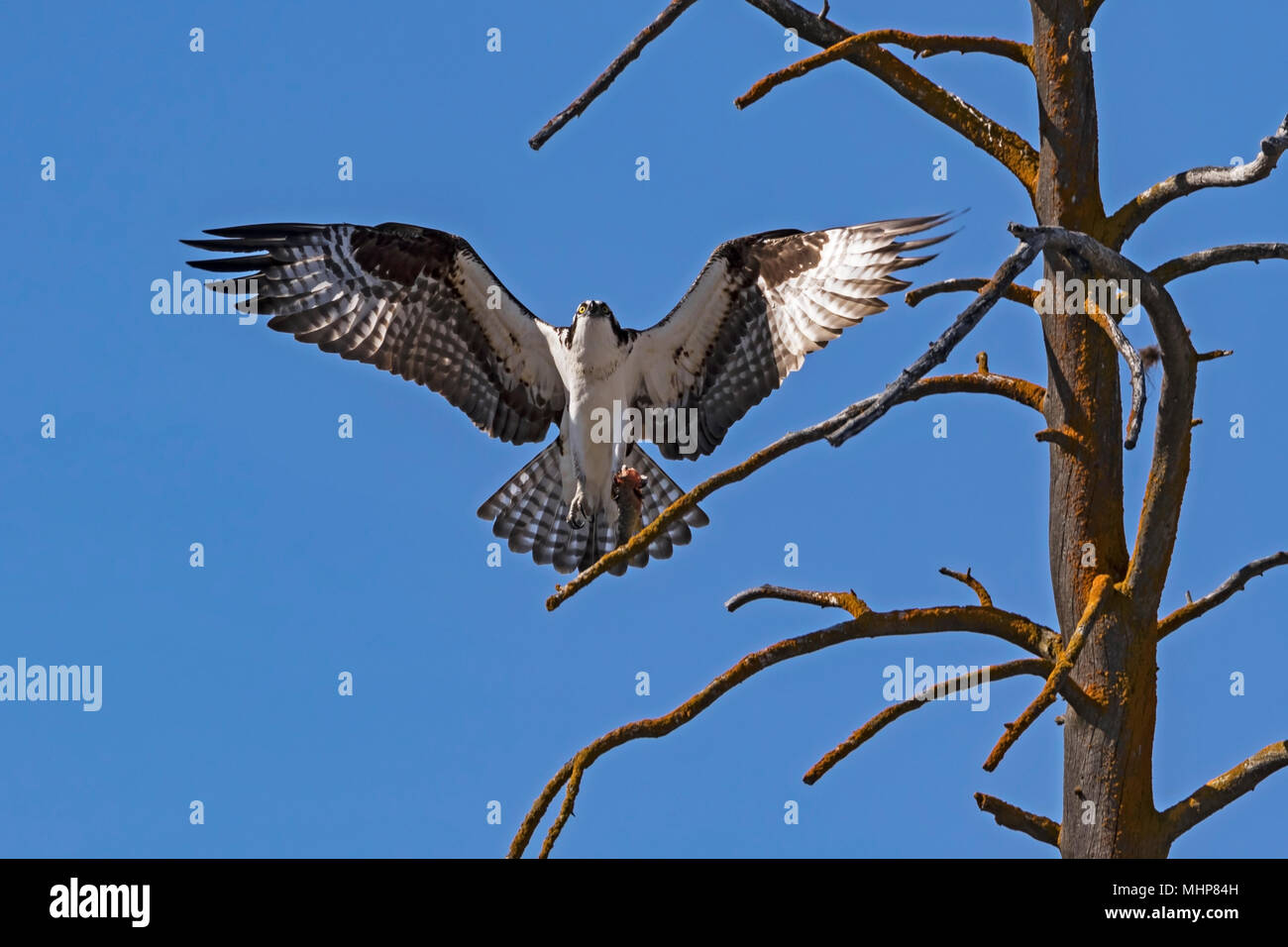 Bird osprey landing at Yellowstone geyser tree Stock Photo - Alamy