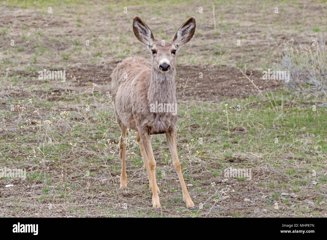 Yellowstone National Park mule deer Stock Photo - Alamy