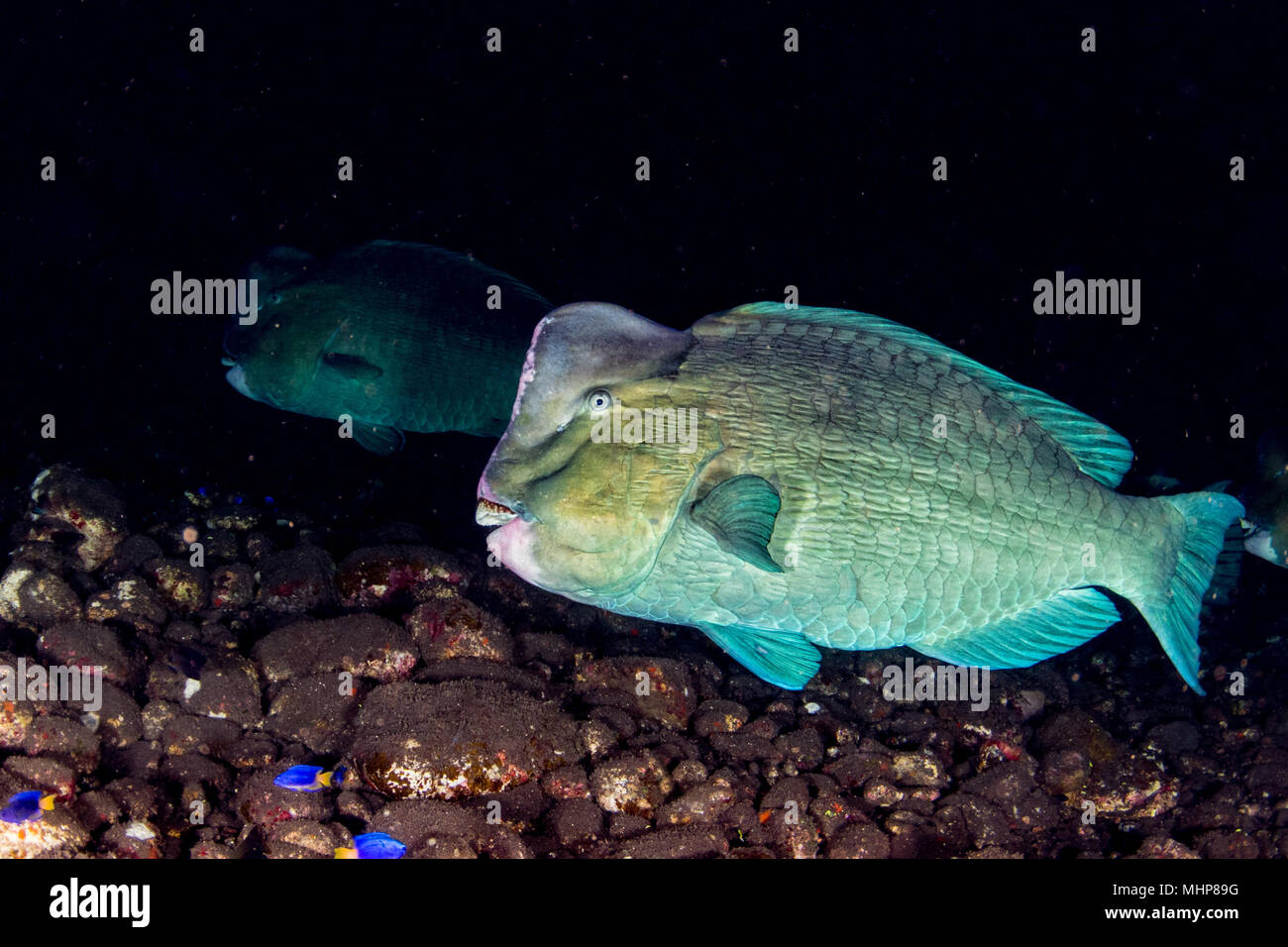 Bump head hi-res stock photography and images - Alamy