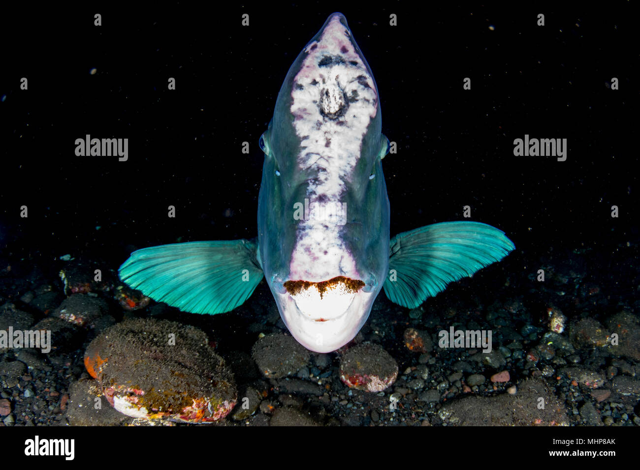 bumphead parrotfish close up portrait underwater detail while diving ...