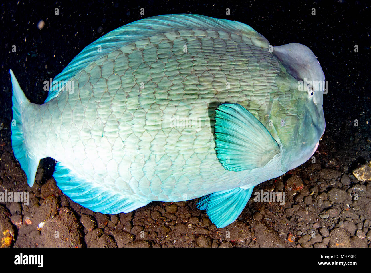 bumphead parrotfish close up portrait underwater detail while diving ...