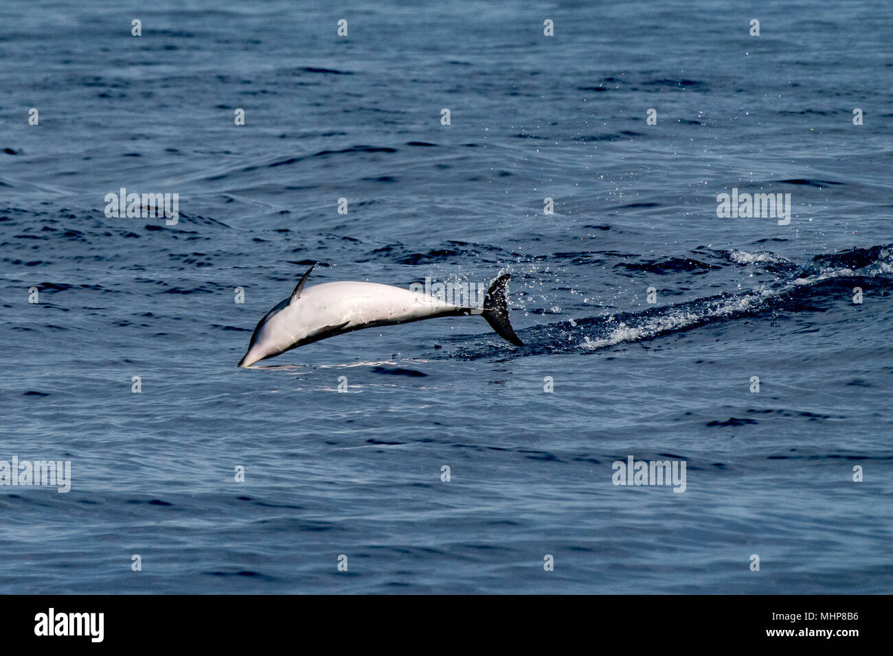 striped dolphin jumping outside the sea Stock Photo - Alamy