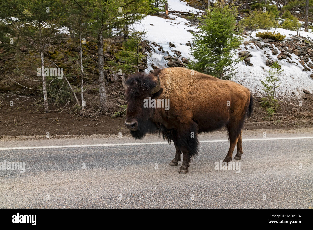 Yellowstone National Park bison during the spring Stock Photo - Alamy