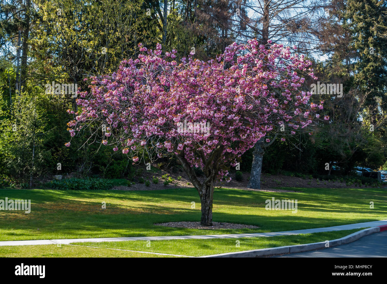 A view of a lone Cherry tree in full bloom at Seward Park in Seattle ...