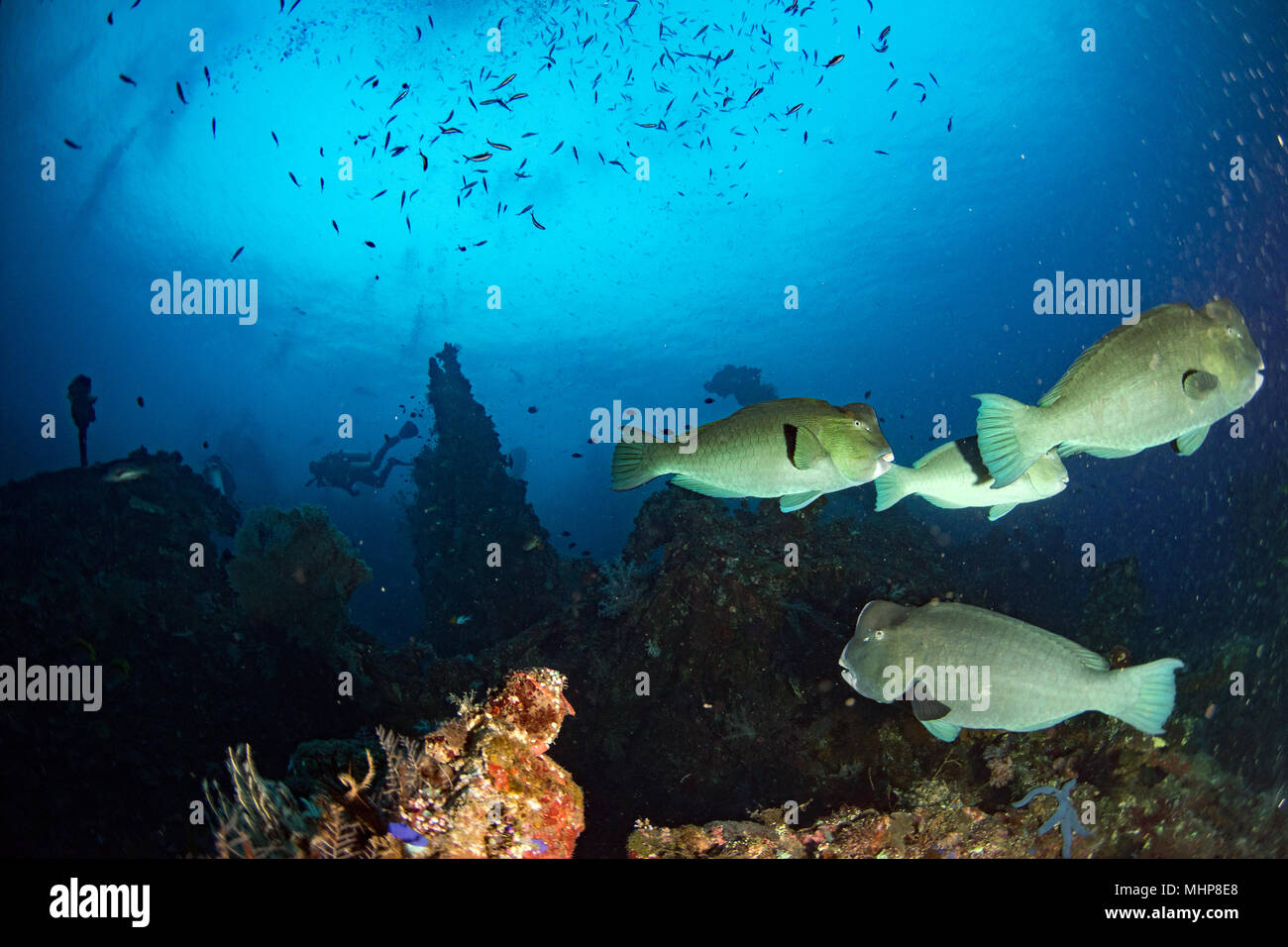 bumphead parrotfish close up portrait underwater detail while diving ...