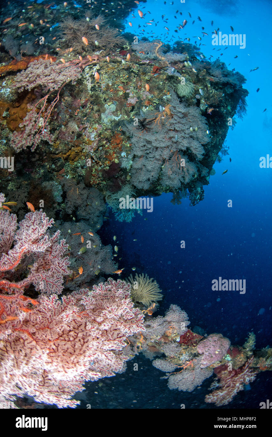 corals growing on Ship Wreck underwater while diving indonesia Stock ...